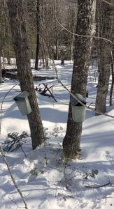 Sugarbush Management - Hooper Hill Forestry